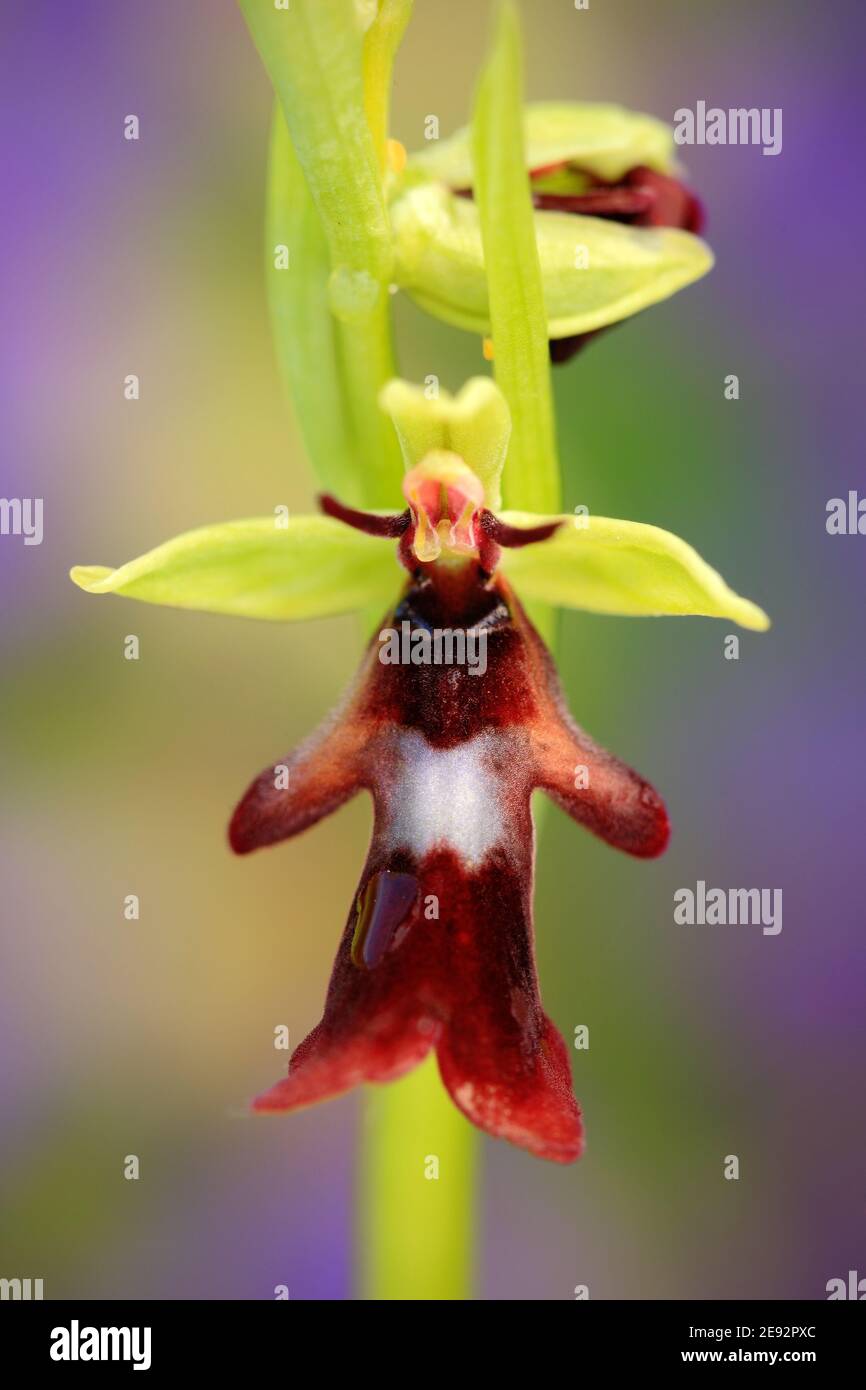 Fly Orchid, Ophrys insectifera, flowering European terrestrial wild ...