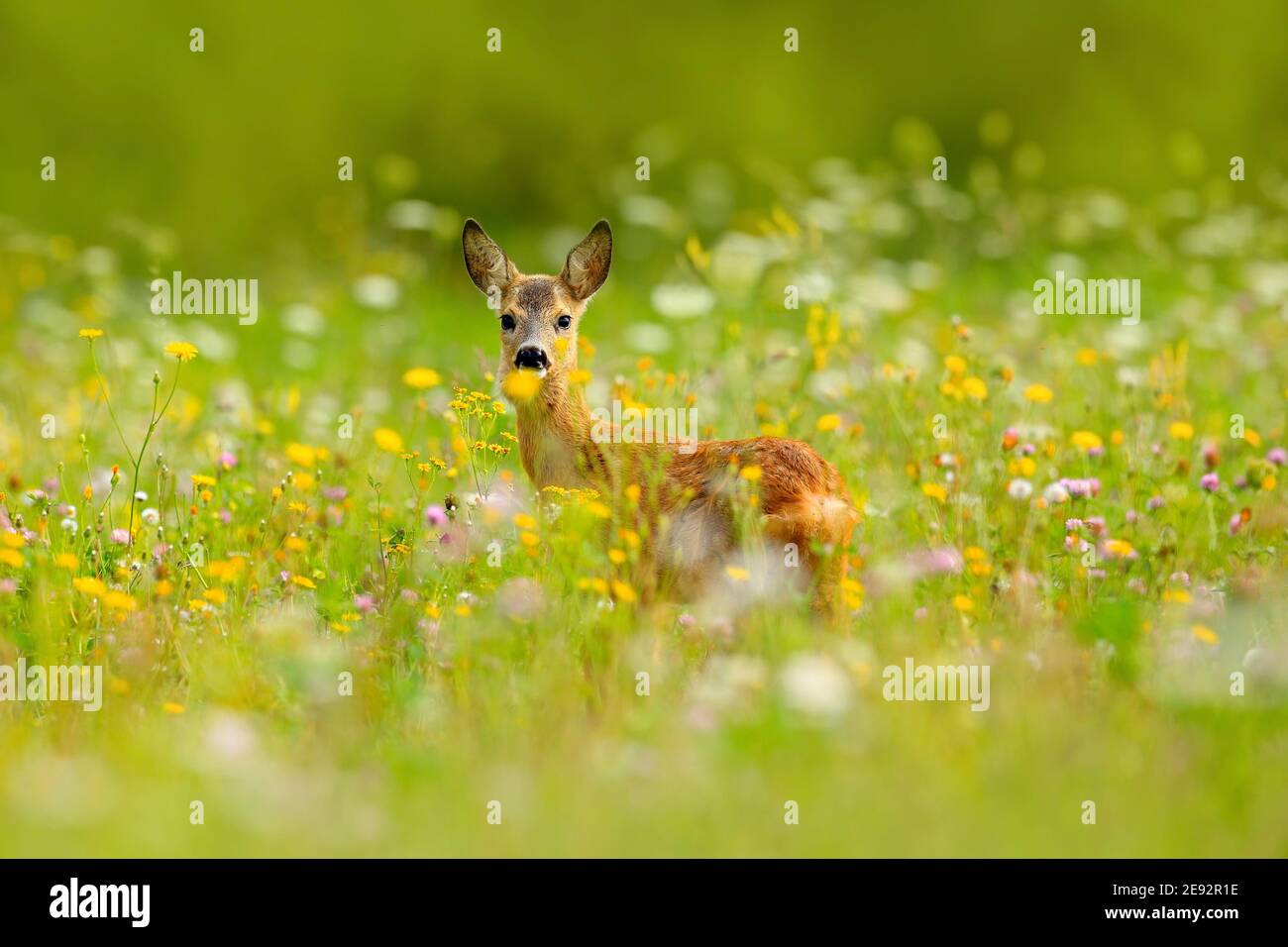 Spring in the nature. Roe deer, Capreolus capreolus, beautiful blooming ...