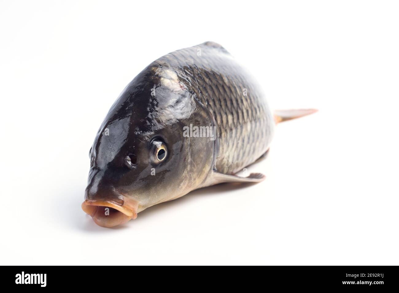 Fresh fish isolated on white background Stock Photo - Alamy