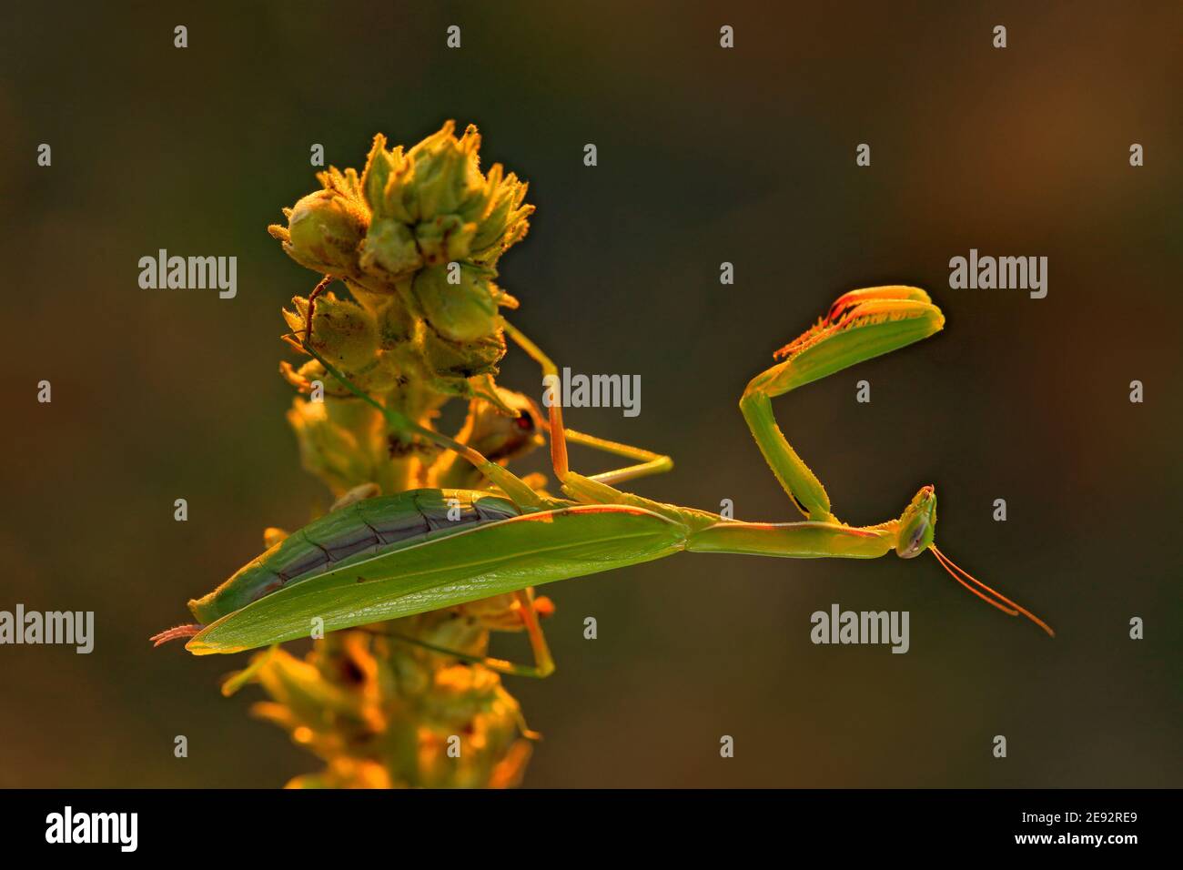 Beautiful Praying Mantis