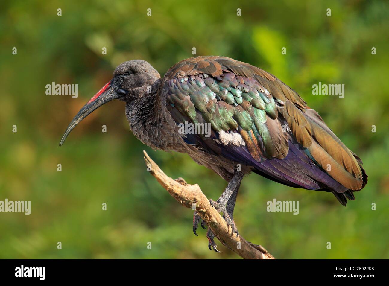 Hadada Ibis, Bostrychia hagedash, bird with long bill sitting on the ...