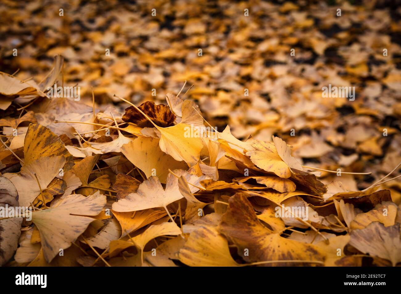 Jiashan High Resolution Stock Photography and Images - Alamy