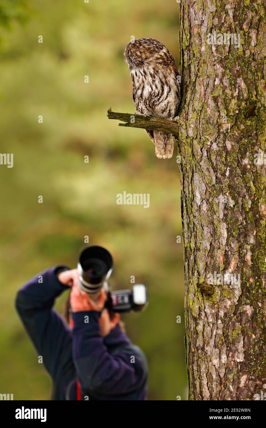 Tawny owl hidden in the forest. Brown owl sitting on tree stump in the ...