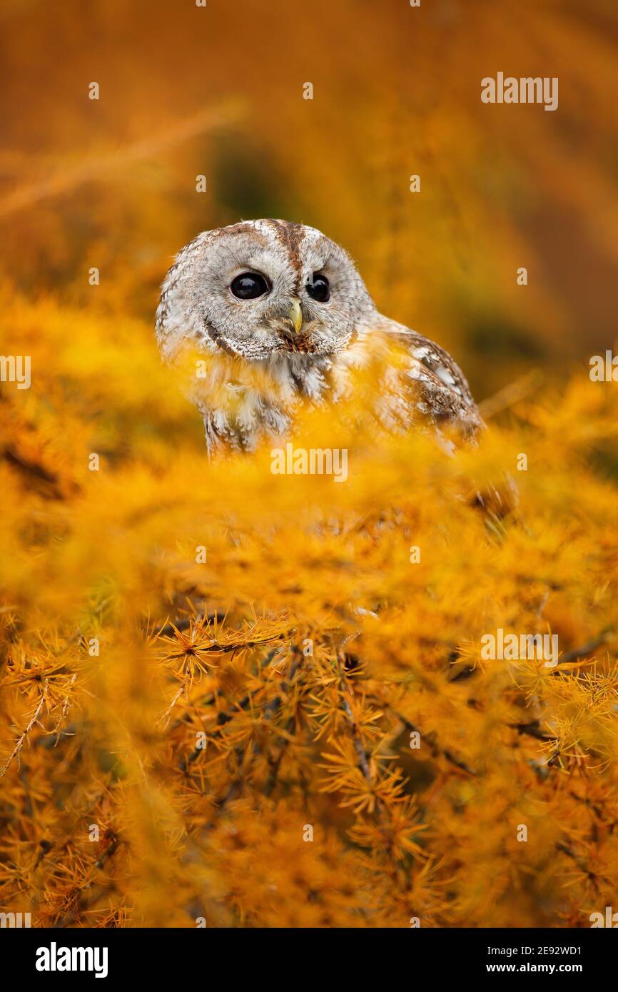 Tawny owl hidden in the forest. Brown owl sitting on tree stump in the ...