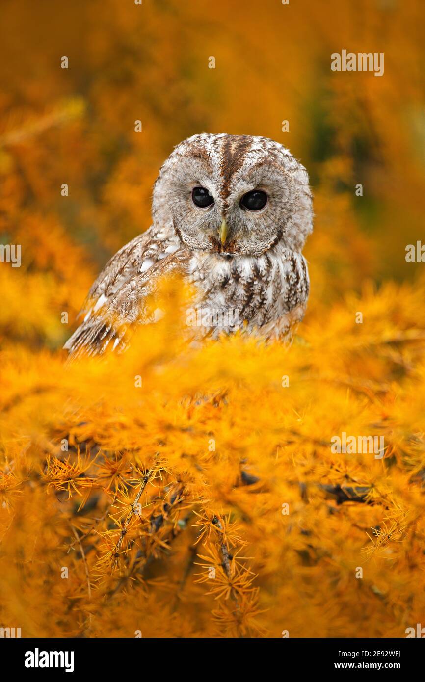 Tawny owl hidden in the forest. Brown owl sitting on tree stump in the ...