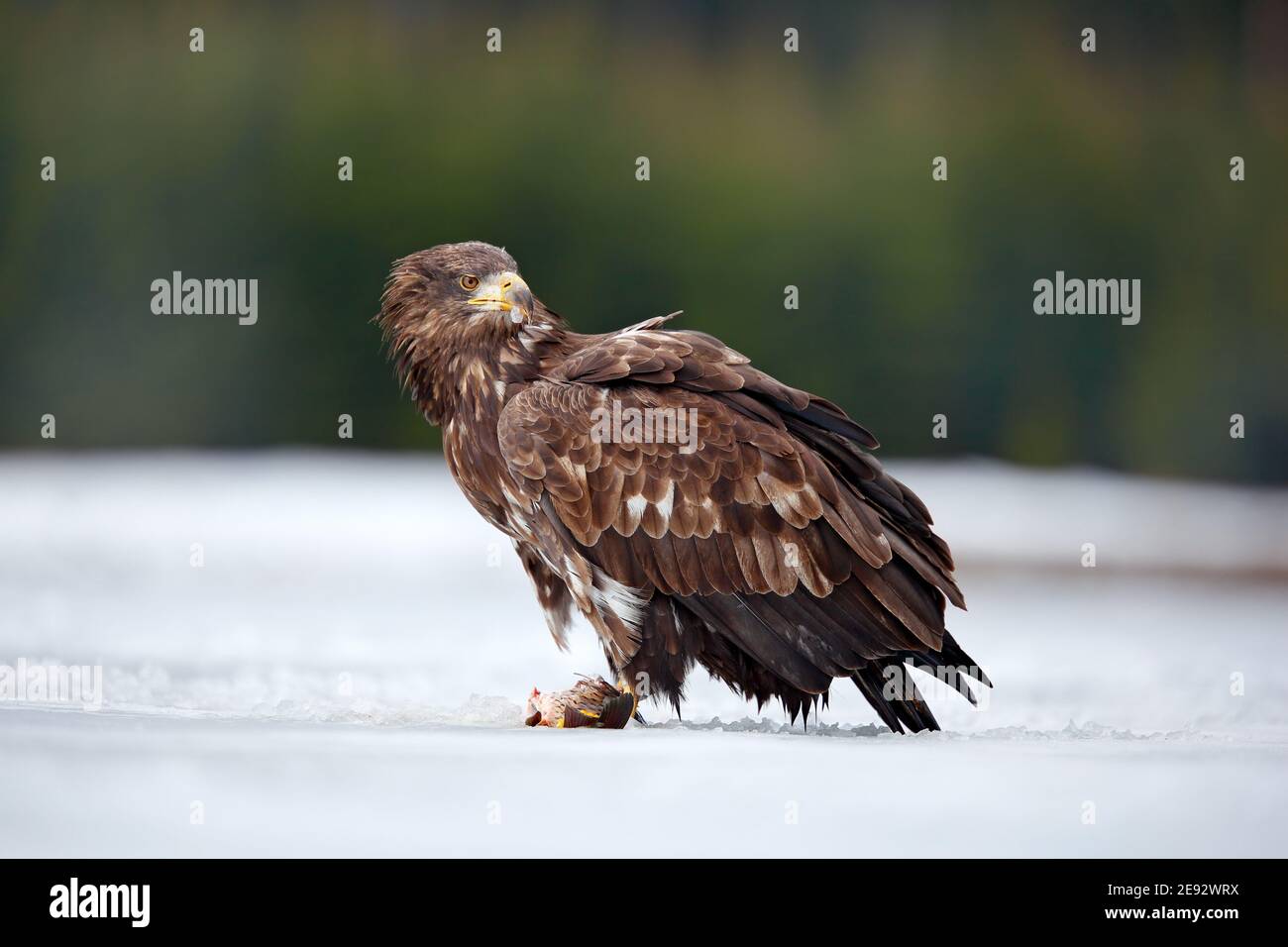 Golden Eagle Catching Fish