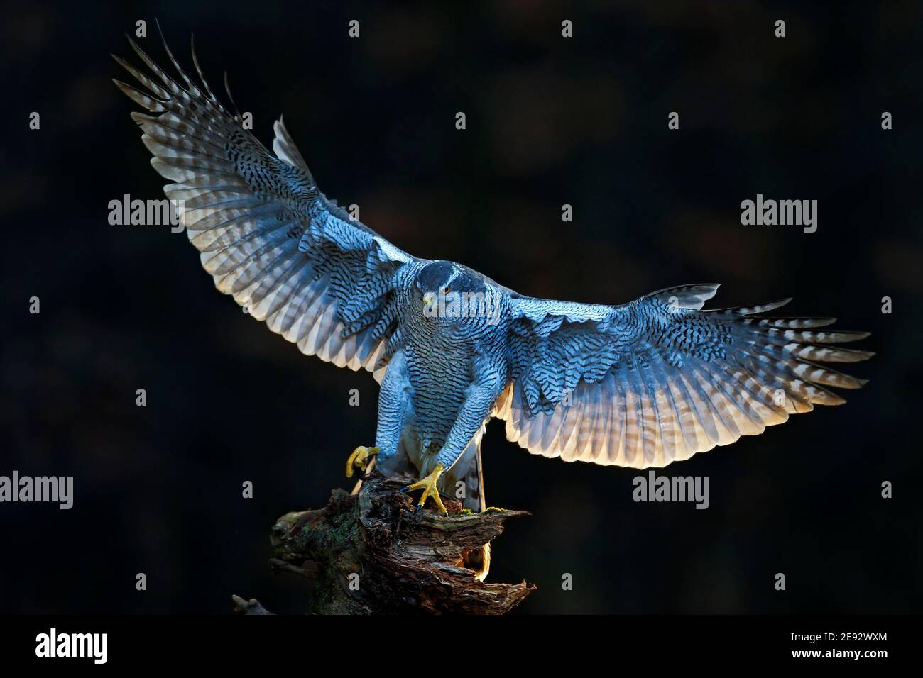 Goshawk flying, bird of prey with open wings with evening sun back ...
