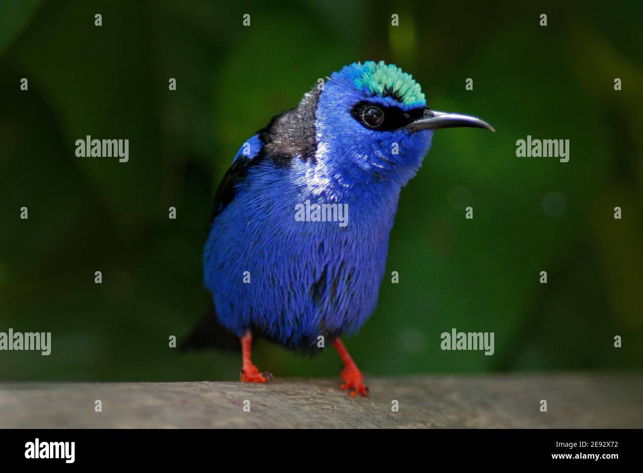 Shining Honeycreeper, Cyanerpes lucidus, exotic tropical blue bird with ...