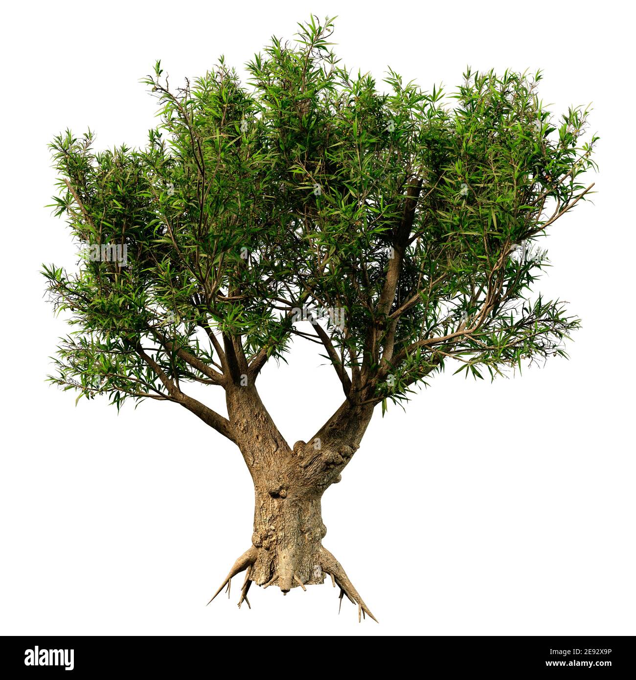 3D rendering of an olive tree or Olea europaea isolated on white ...