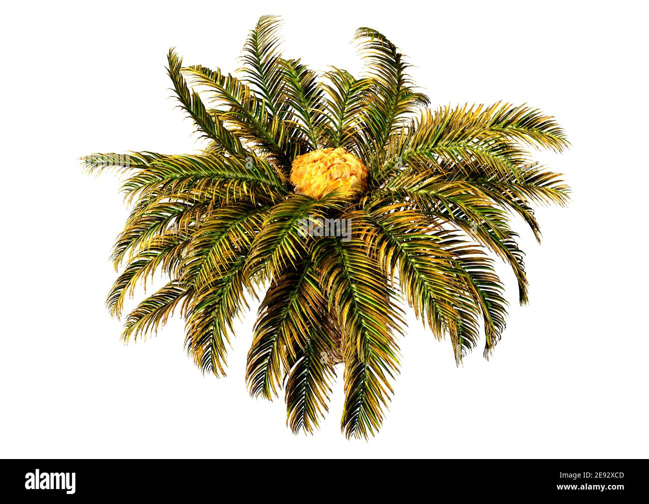 3D rendering of a sago palm tree or Metroxylon sagu isolated on white ...