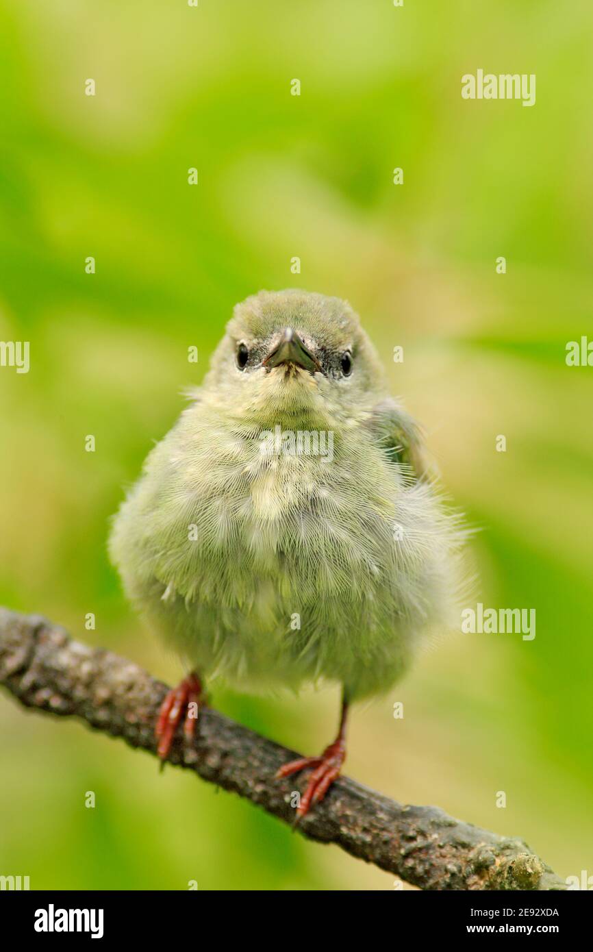 Shining Honeycreeper, Cyanerpes lucidus, exotic tropical blue bird with ...