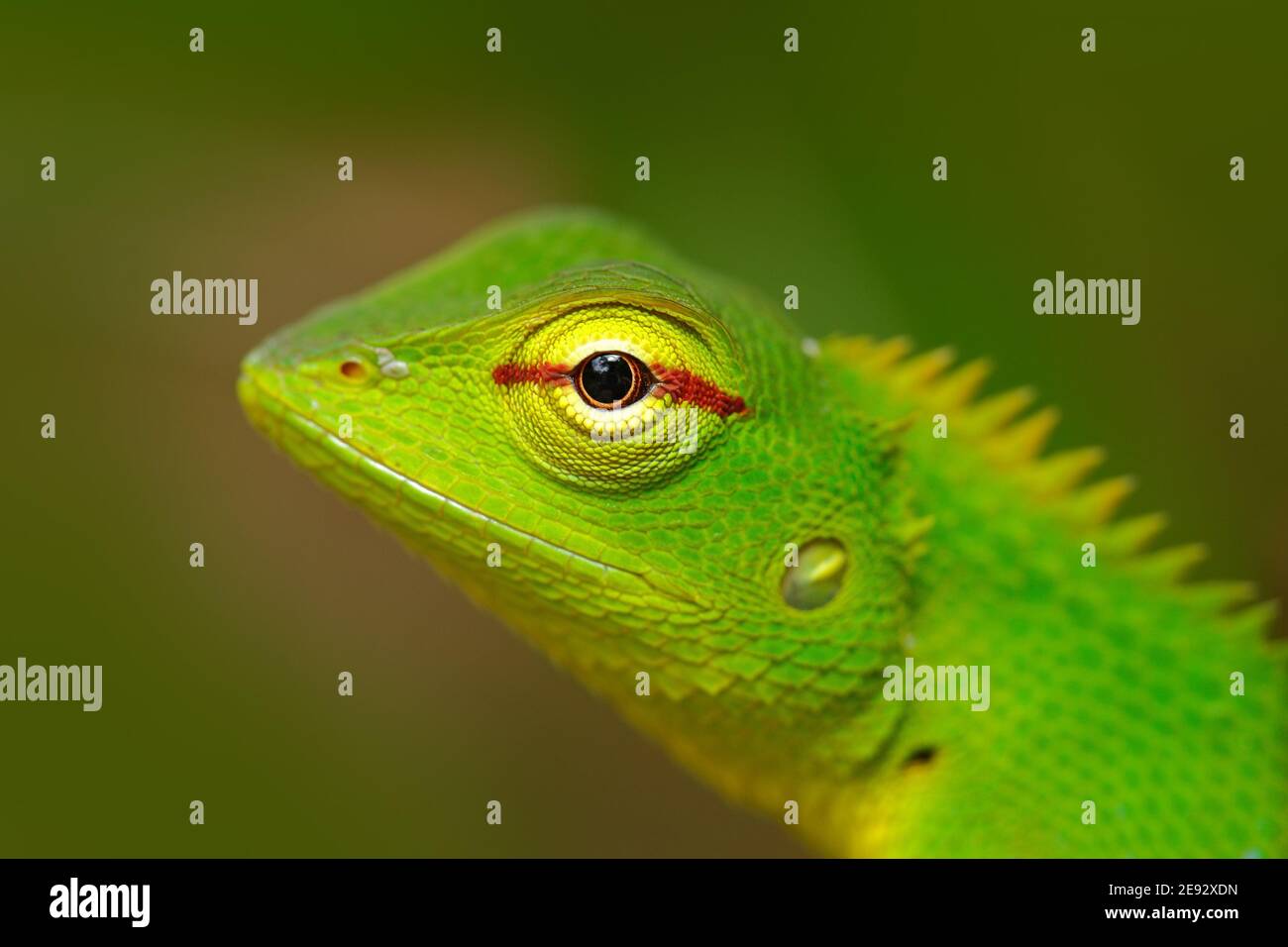 Green Garden Lizard, Calotes calotes, detail eye portrait of exotic ...