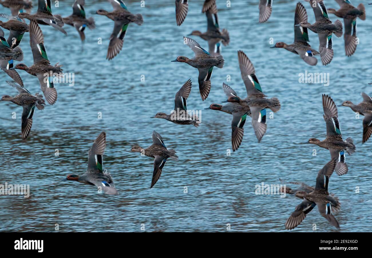 Green wing duck Stock Photo - Alamy