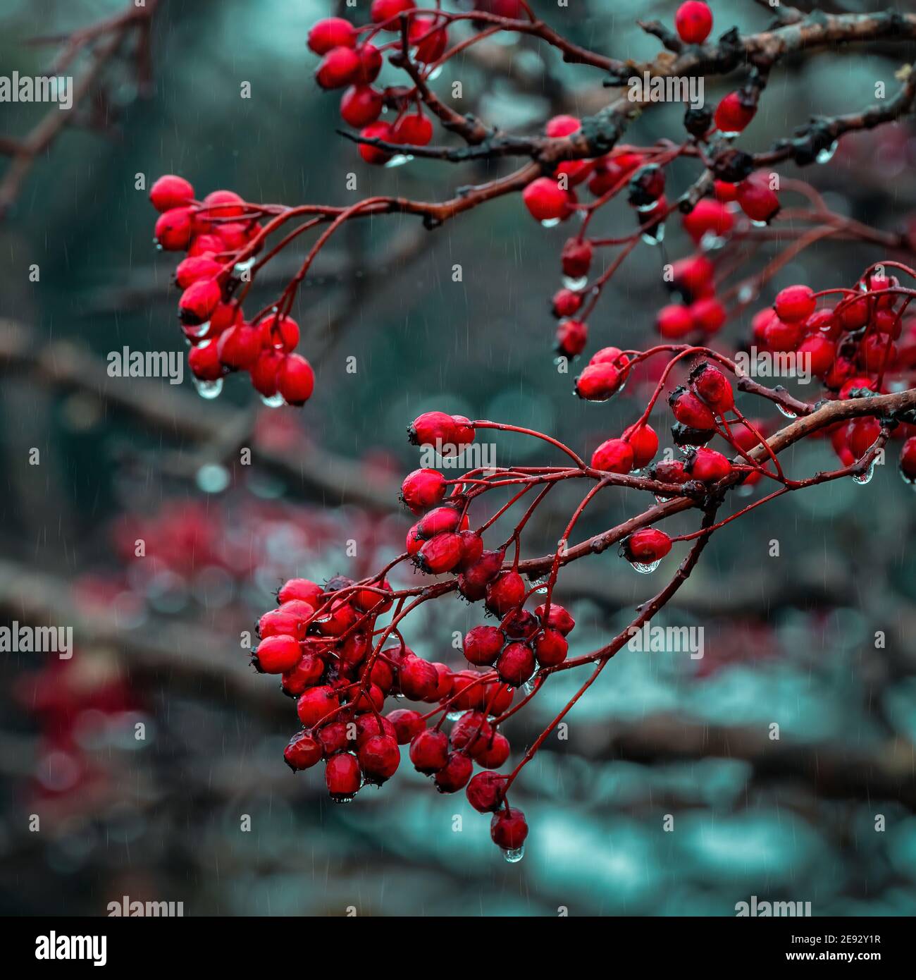 Rowan pictures hi-res stock photography and images - Alamy