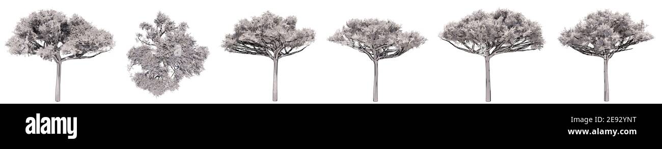 Set or collection of drawings of Stone Pine trees isolated on white ...