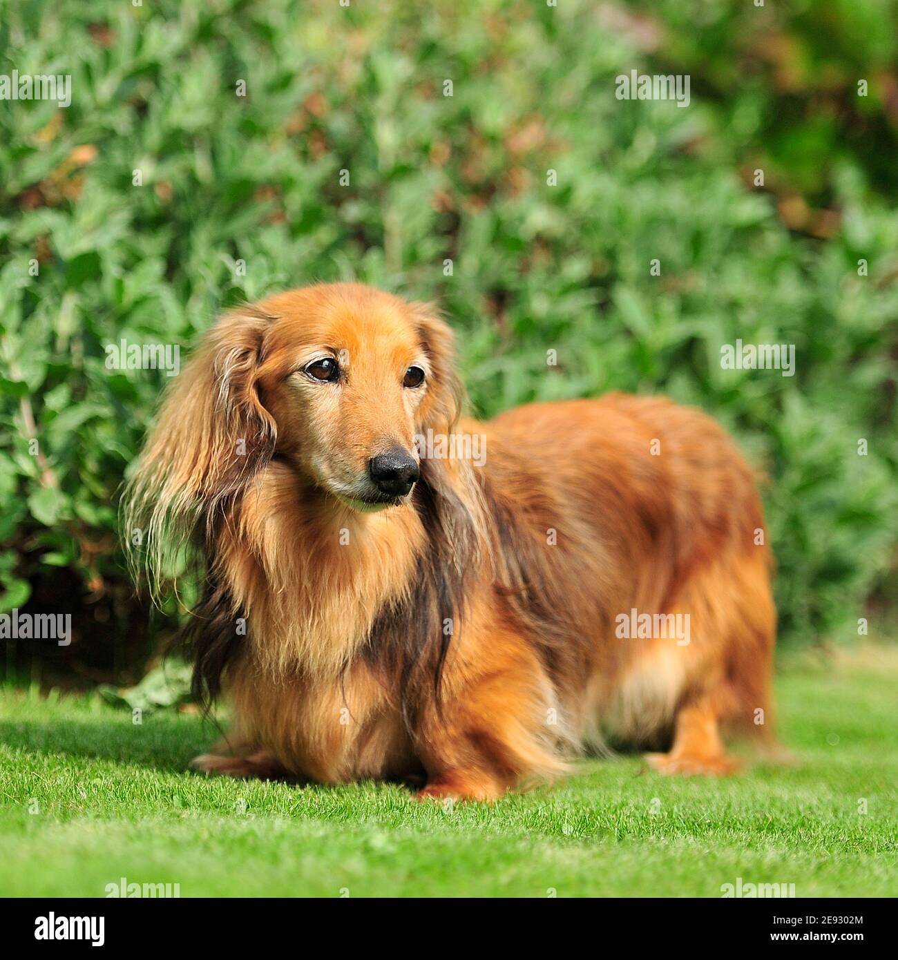 Dog side view hi-res stock photography and images - Alamy