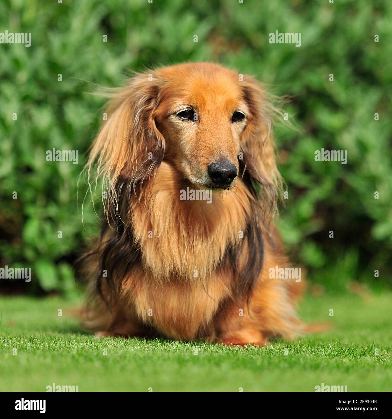 Miniature longhaired dachshund hi-res stock photography and images - Alamy