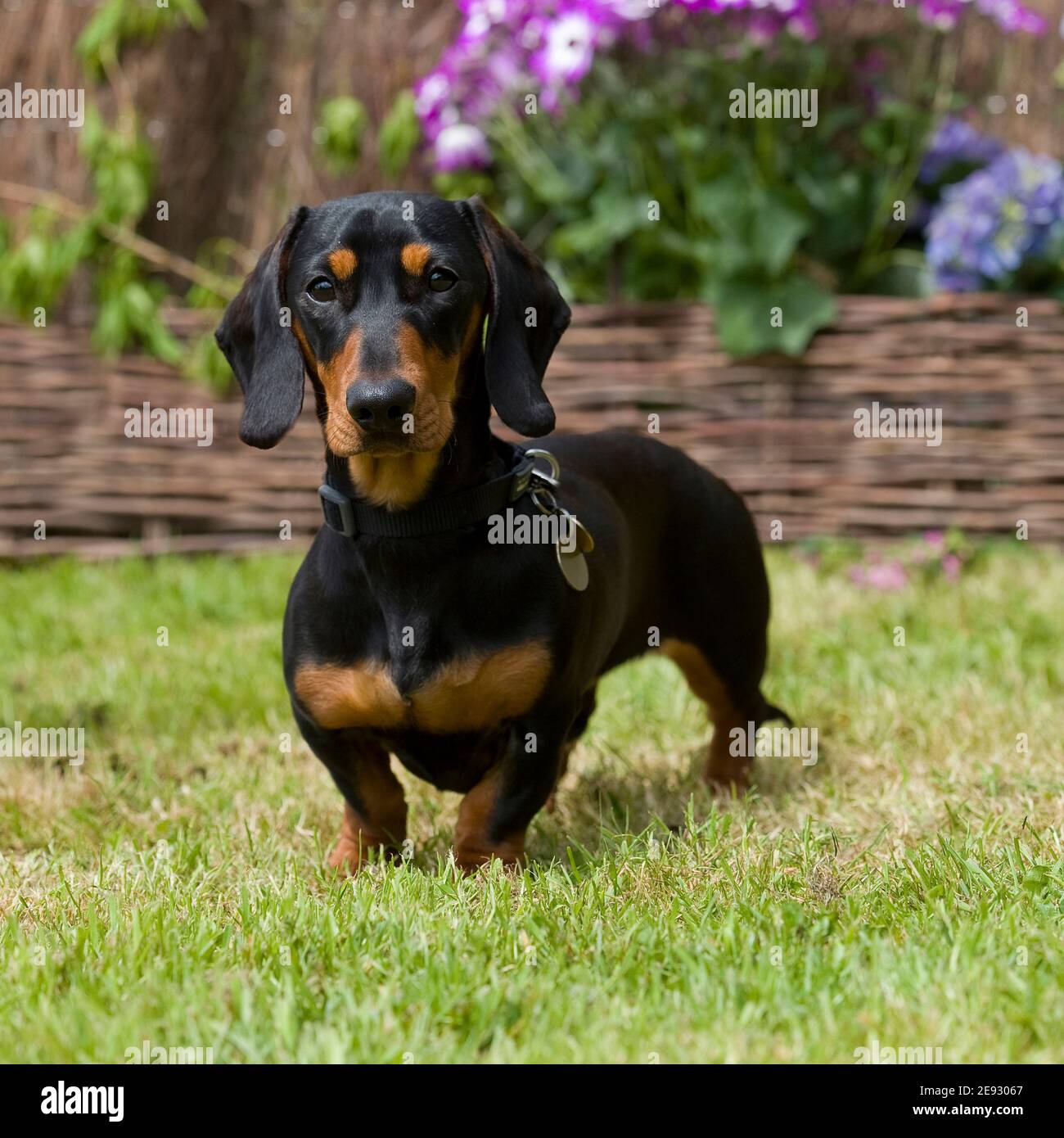 Smooth coat dachshund hi-res stock photography and images - Alamy