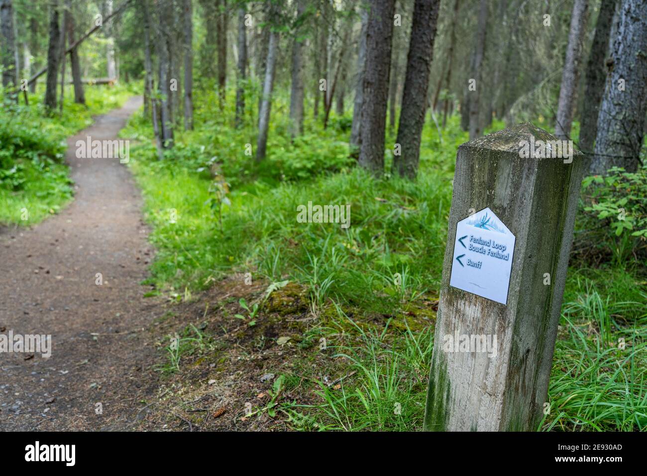 Fenland Trail in summer sunny day. Banff National Park, Canadian ...