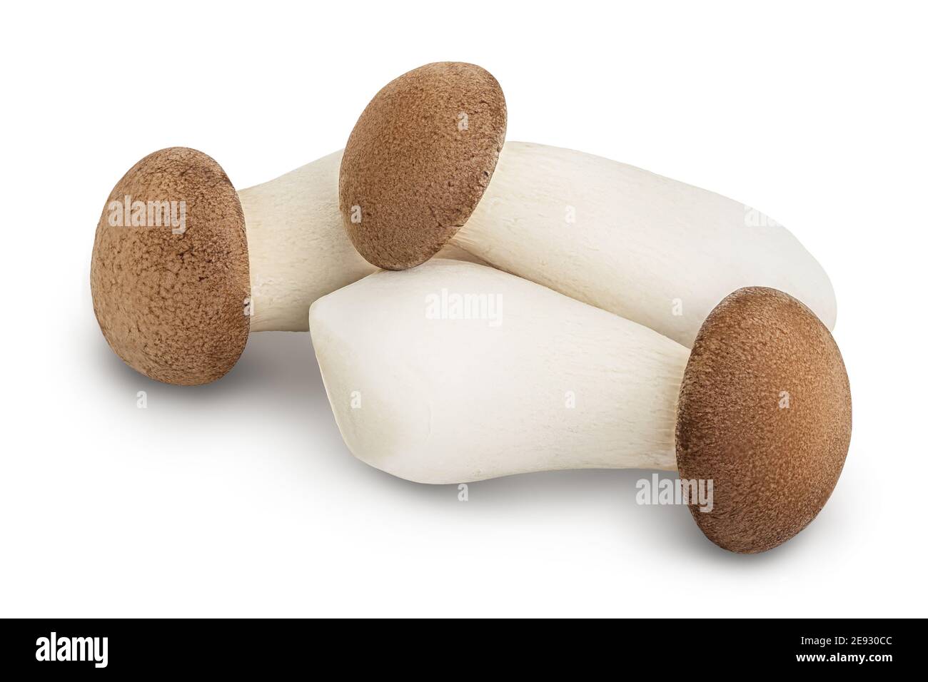 King Oyster mushroom or Eringi isolated on white background with ...