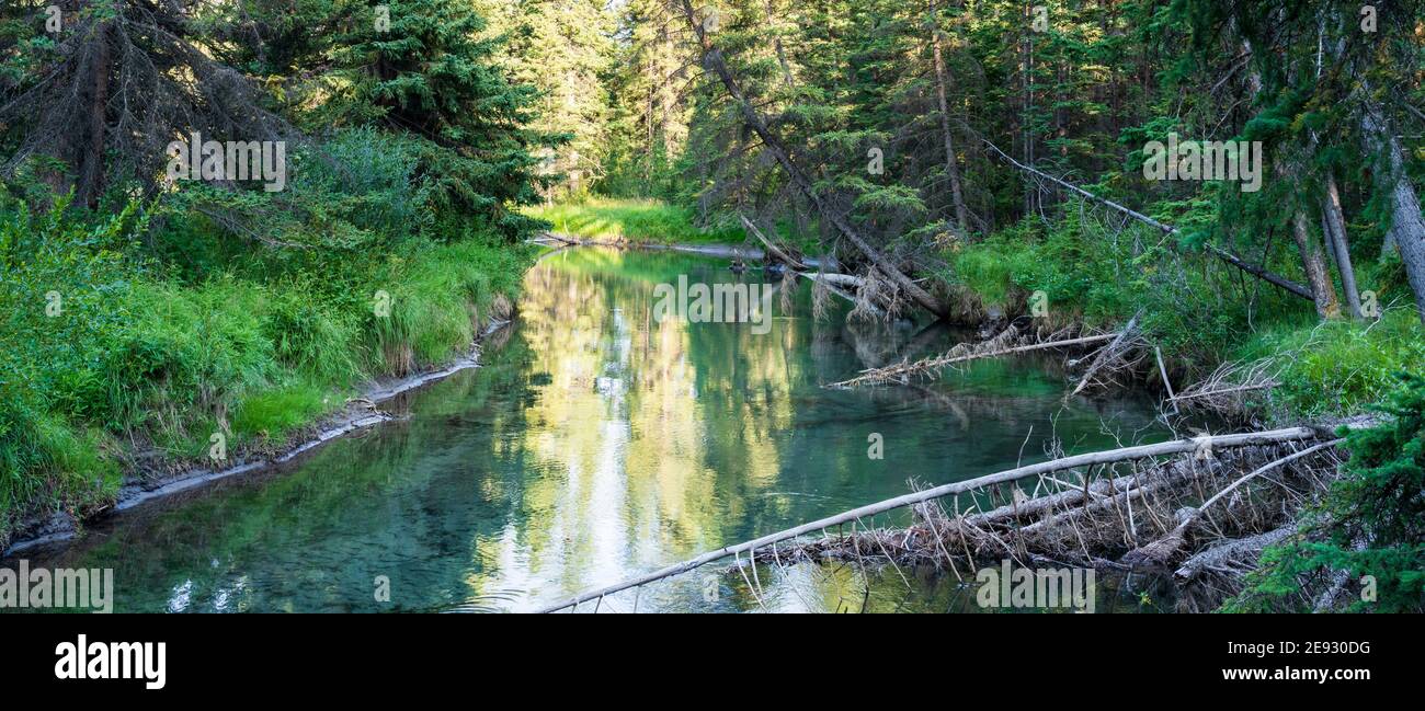 Calm river in green pine trees forest, sunlight reflected on the water ...