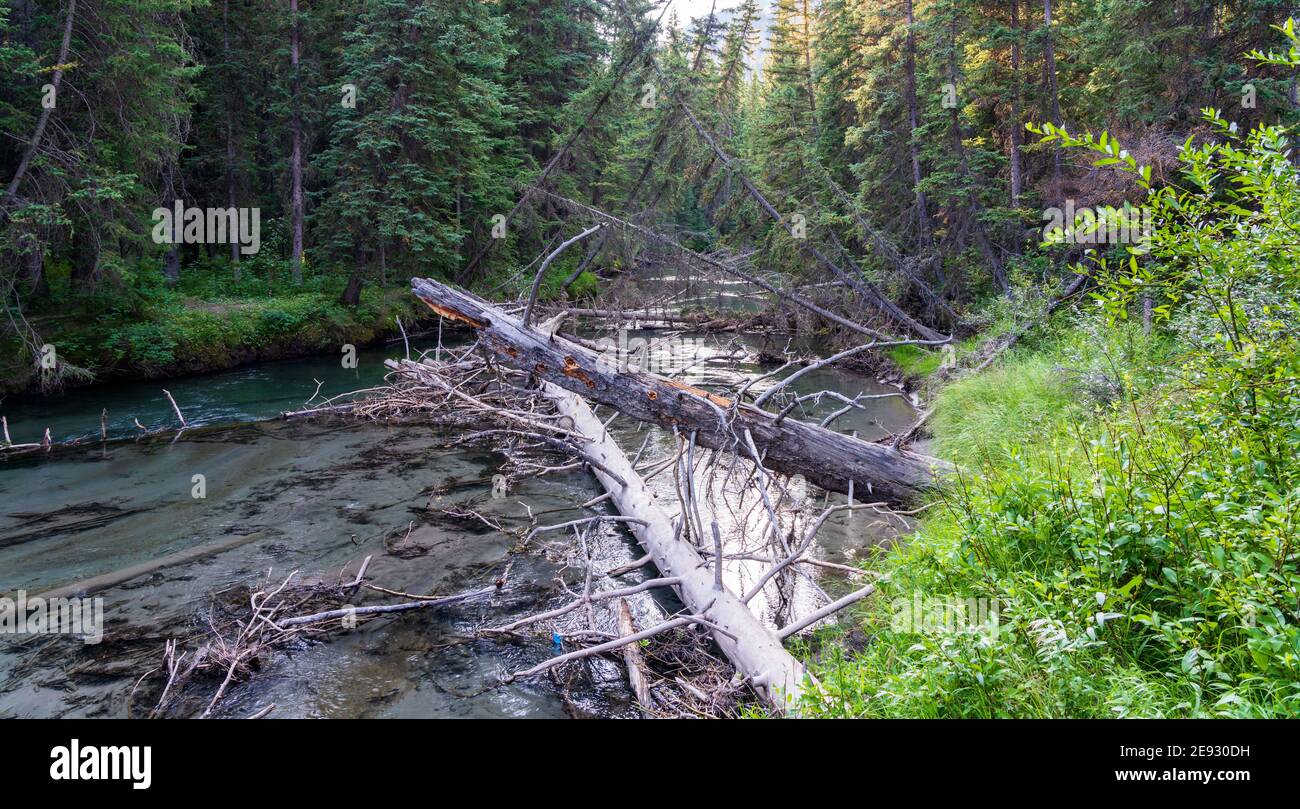 Calm river in green pine trees forest, sunlight reflected on the water ...