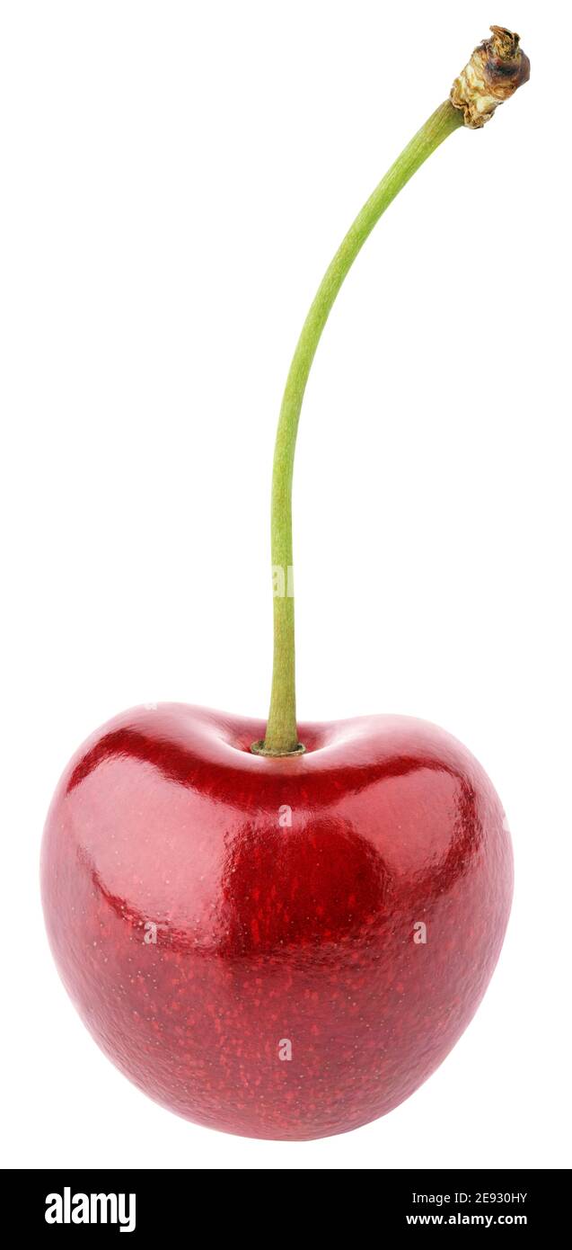 Single ripe cherry with stem isolated on white background with clipping ...
