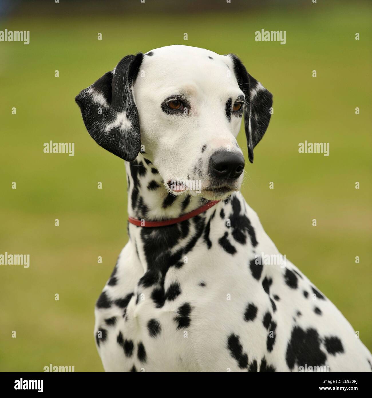 101 dalmatian hi-res stock photography and images - Alamy