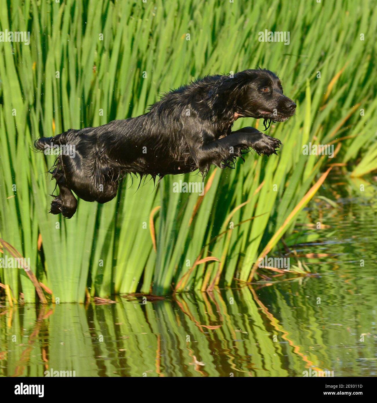 English cocker spaniel side hi-res stock photography and images - Alamy