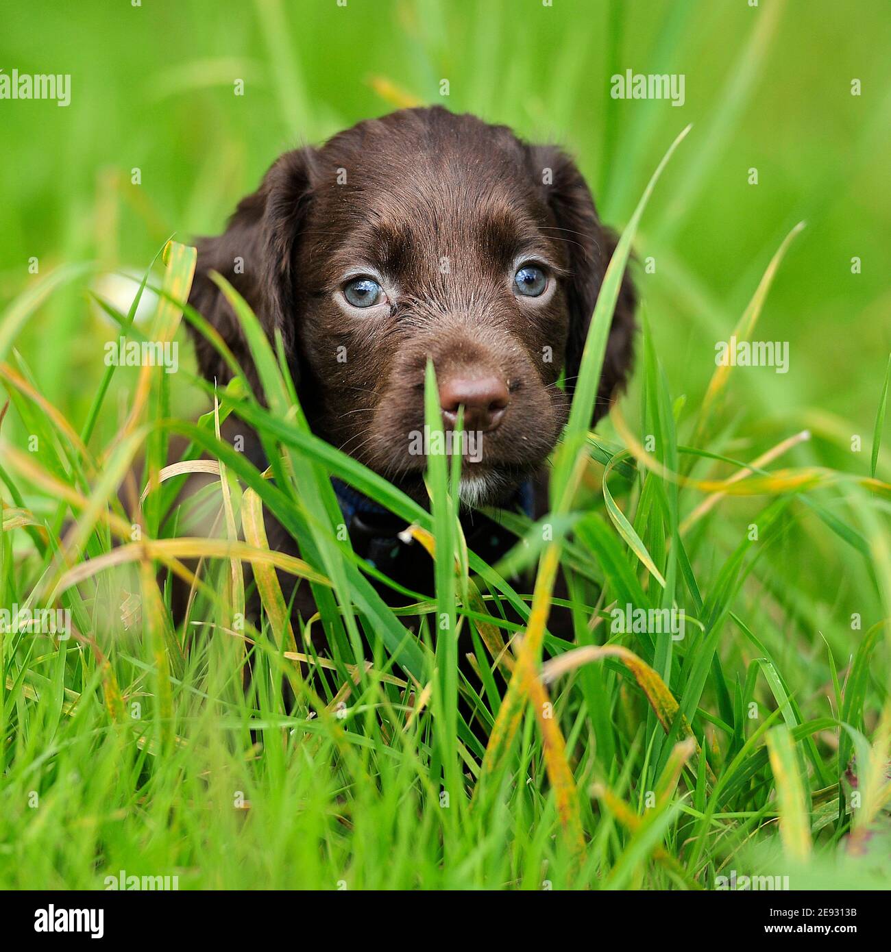 Cute english working cocker hi-res stock photography and images - Alamy