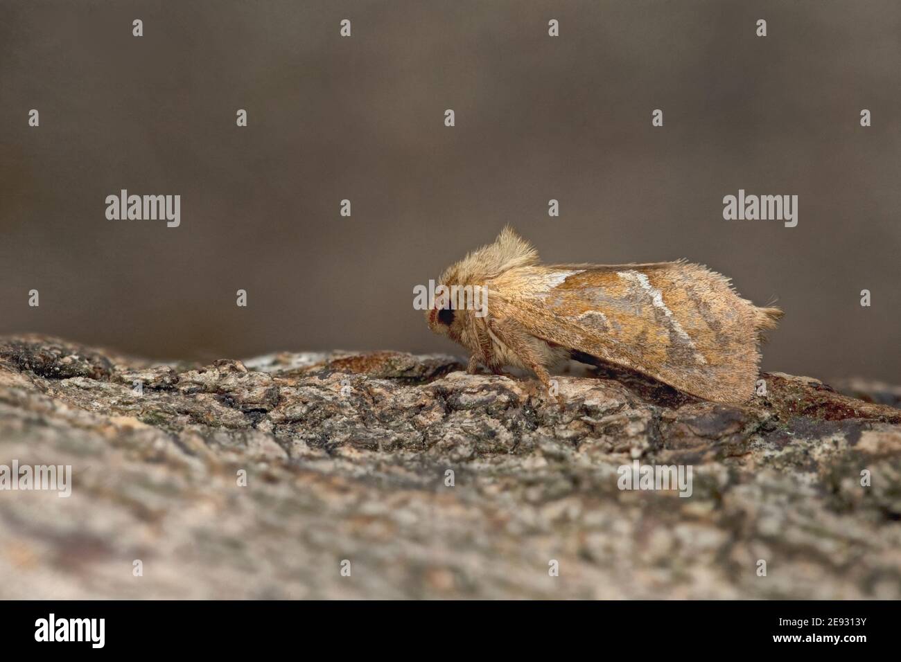 Orange Swift moth (Triodia sylvina Stock Photo - Alamy Orange Swift moth (Triodia sylvina Stock Photo - Alamy
