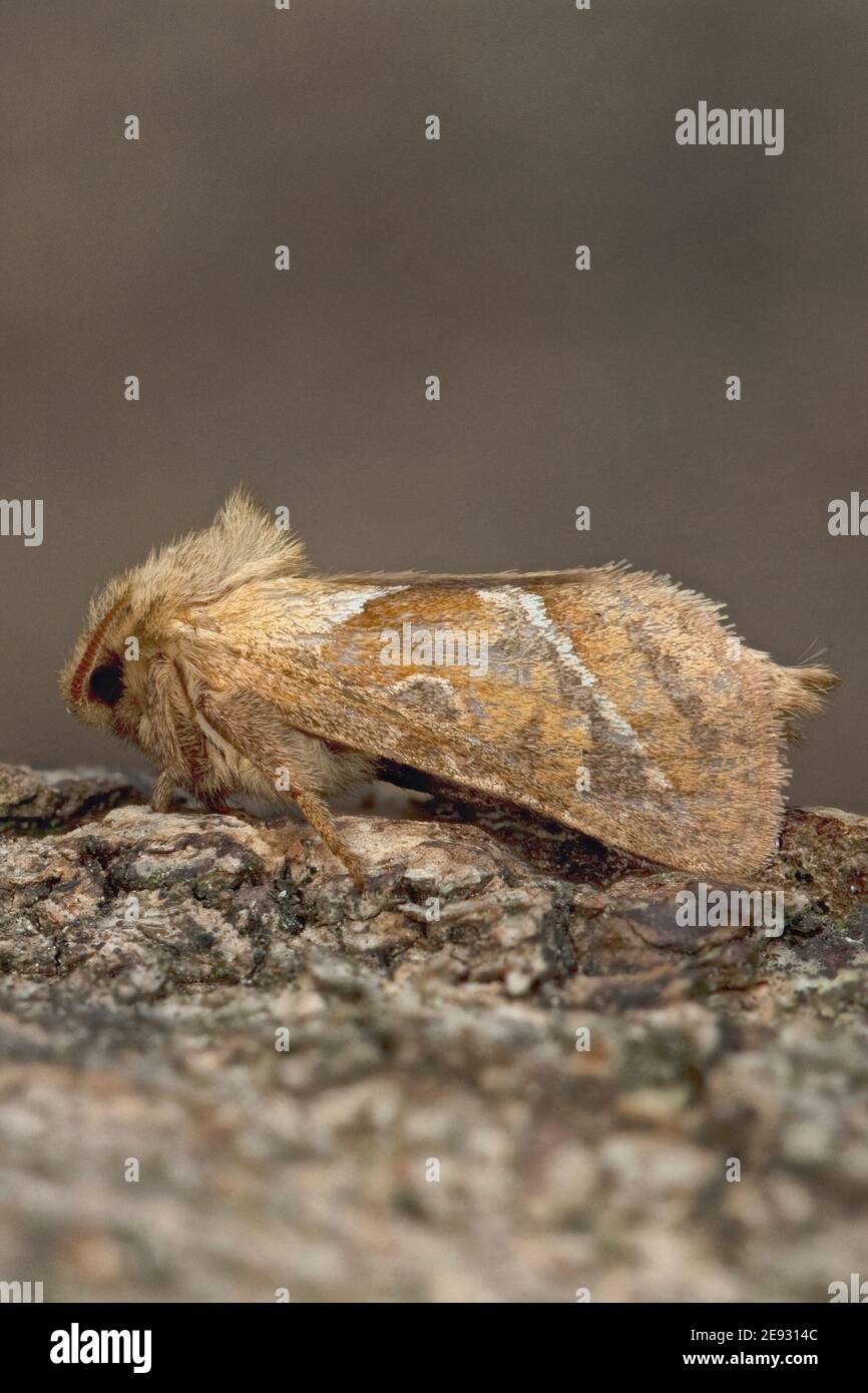 Orange swift moth hi-res stock photography and images - Alamy