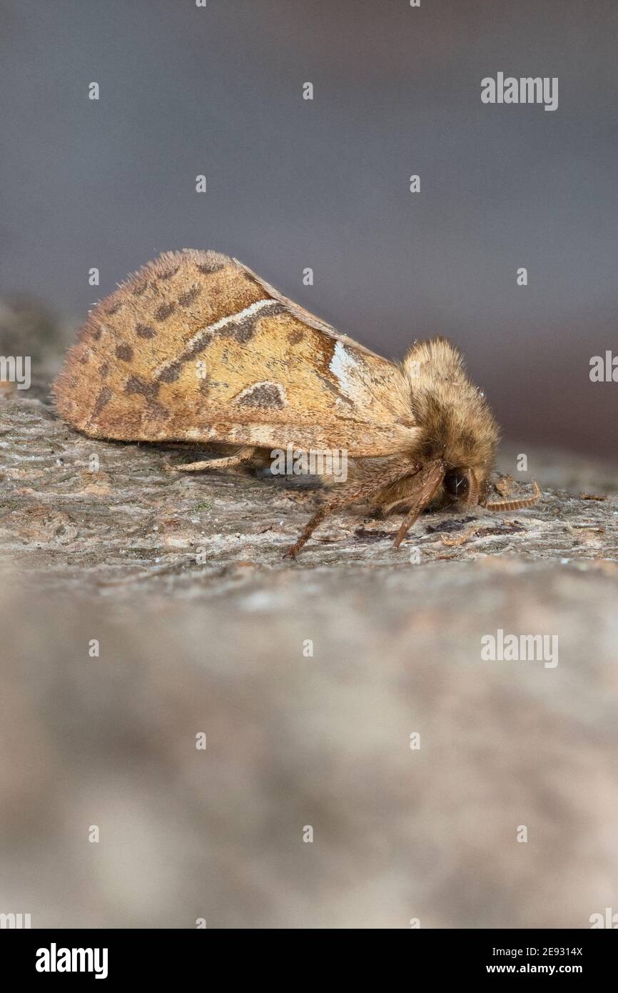 Orange Swift moth (Triodia sylvina Stock Photo - Alamy Orange Swift moth (Triodia sylvina Stock Photo - Alamy