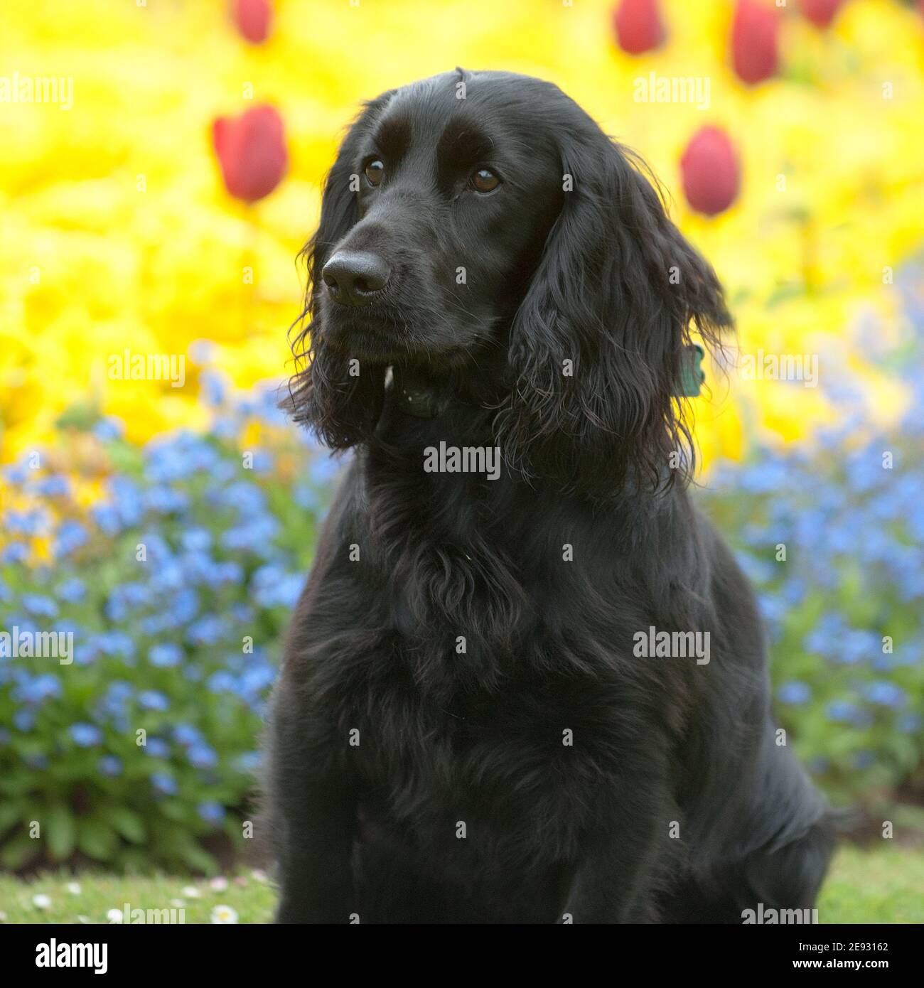 Undocked cocker spaniel hi-res stock photography and images - Alamy