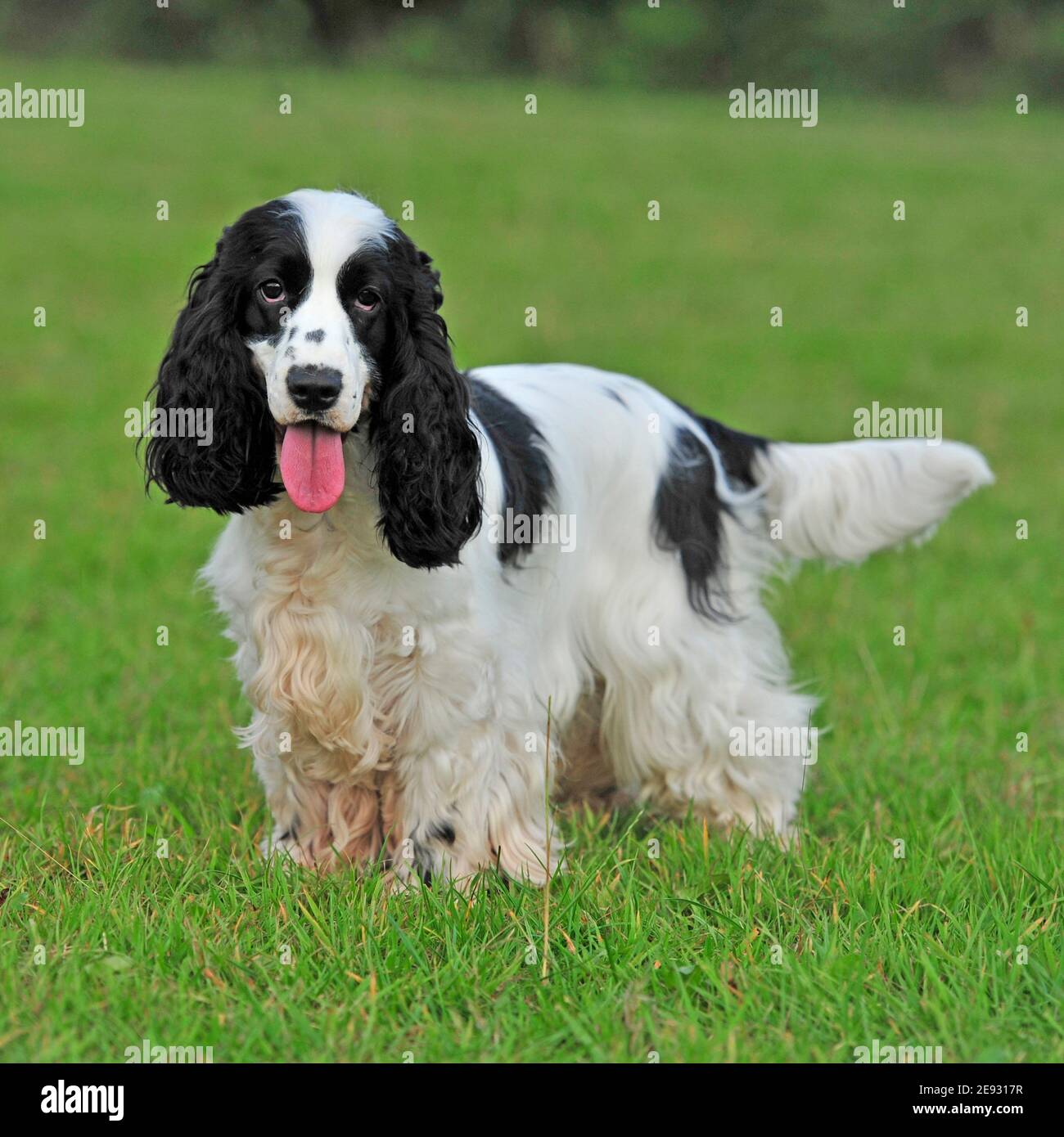 English Cocker Spaniel Dog Stock Photo - Alamy