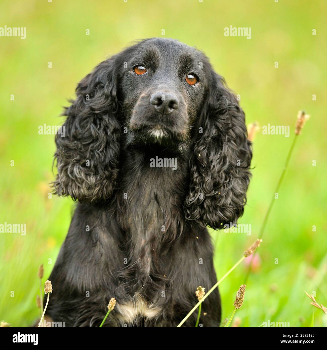 Working cocker spaniel sitting hi-res stock photography and images - Alamy