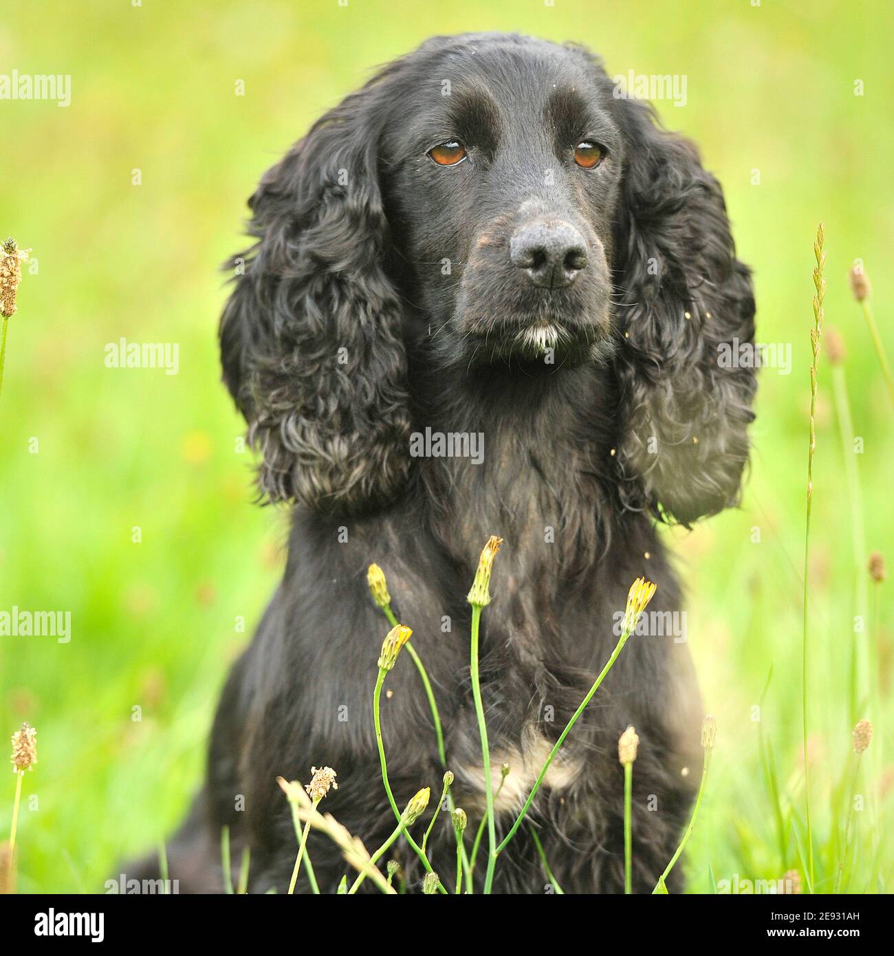 Working cocker spaniel sitting hi-res stock photography and images - Alamy