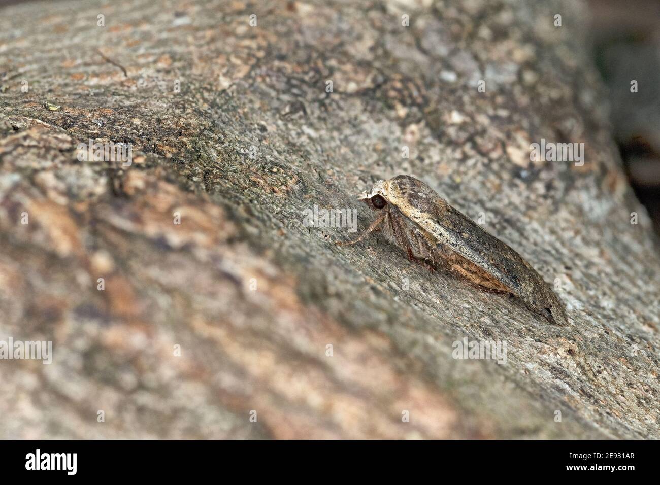 Large Yellow Underwing moth (Noctua pronuba Stock Photo - Alamy