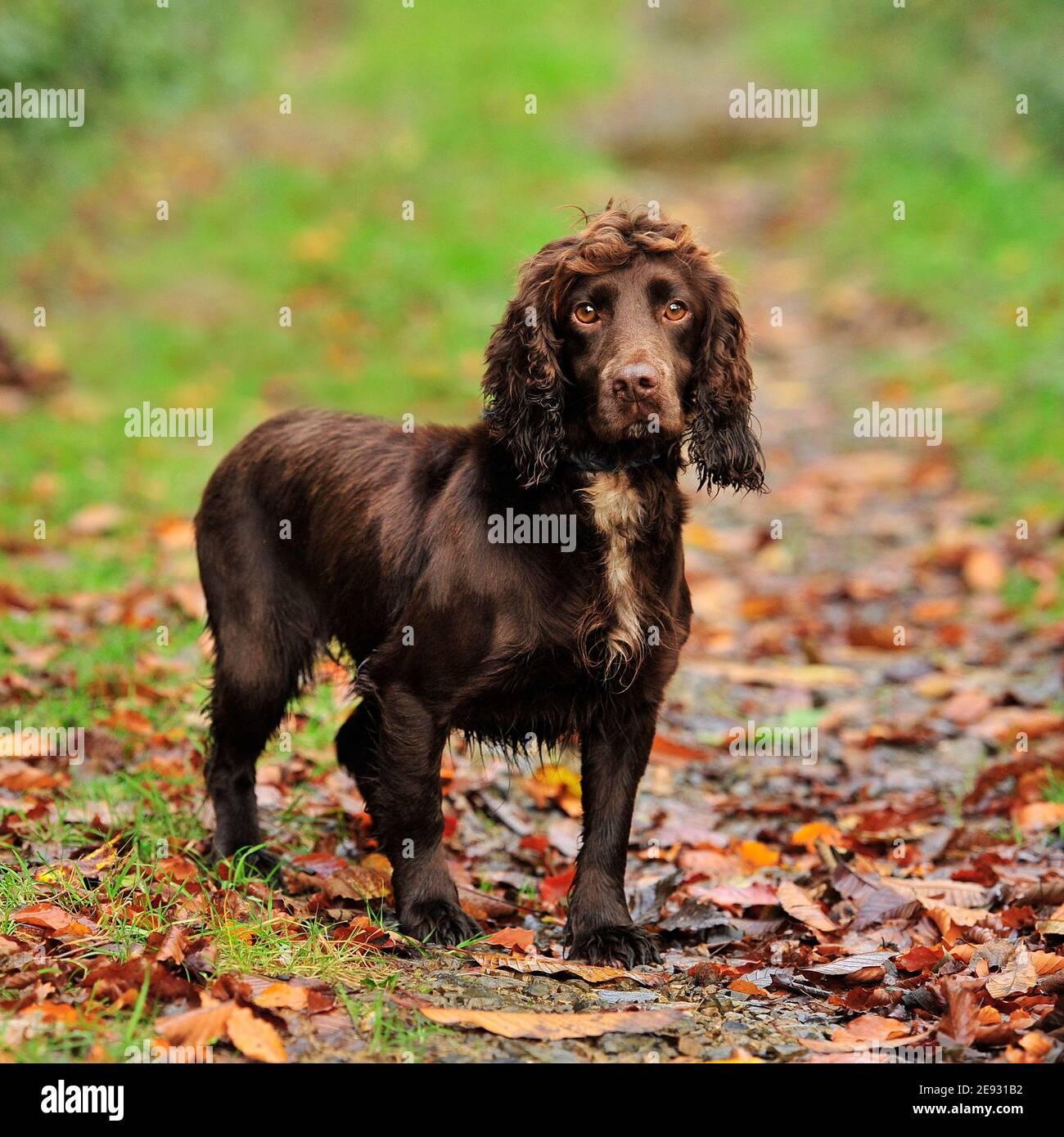 Cocker Spaniel Chocolate