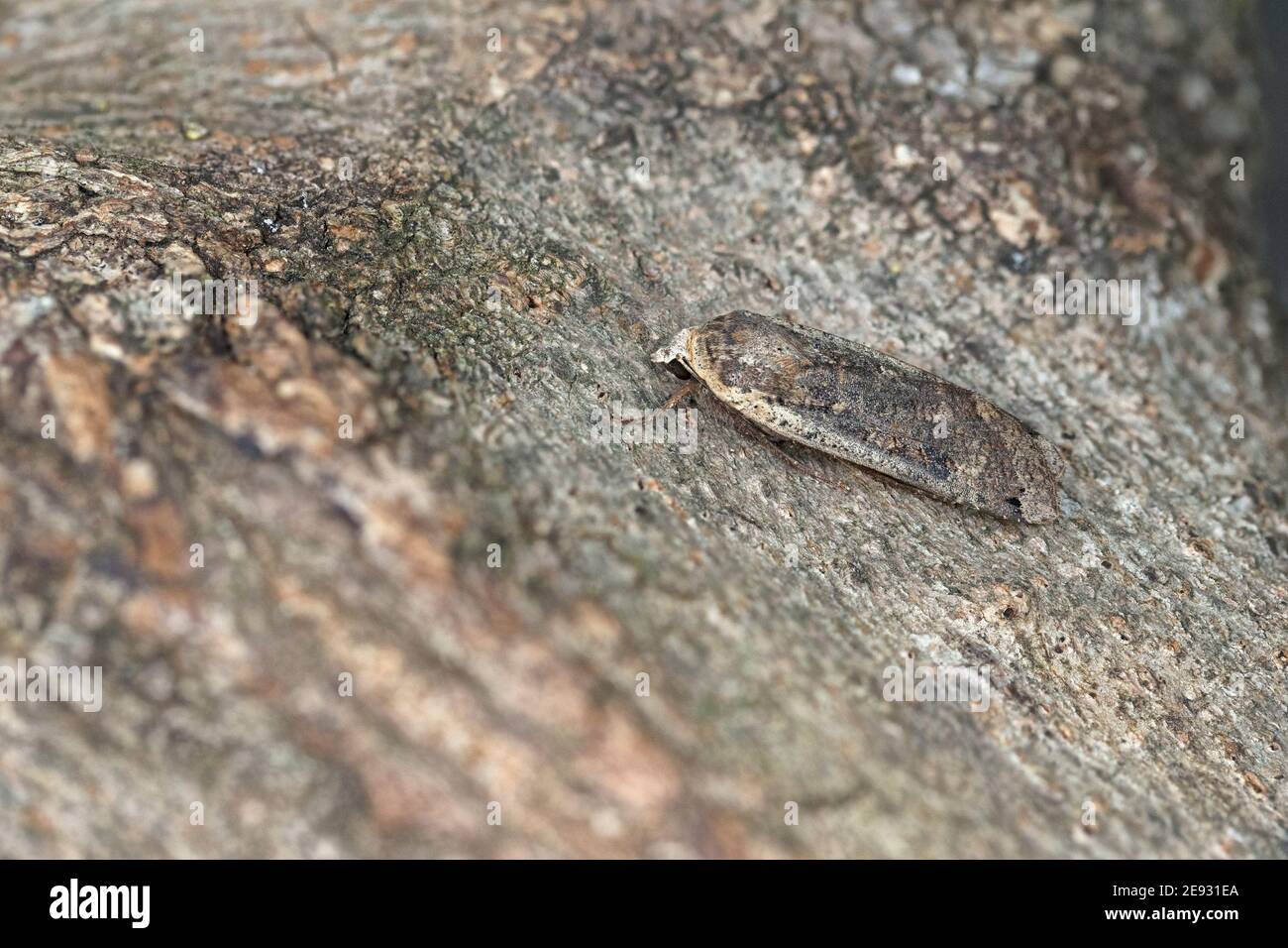 Large Yellow Underwing moth (Noctua pronuba Stock Photo - Alamy