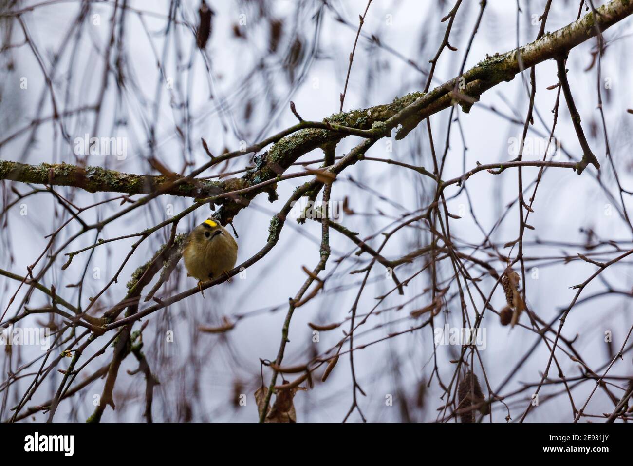 Gold crest plant hi-res stock photography and images - Alamy