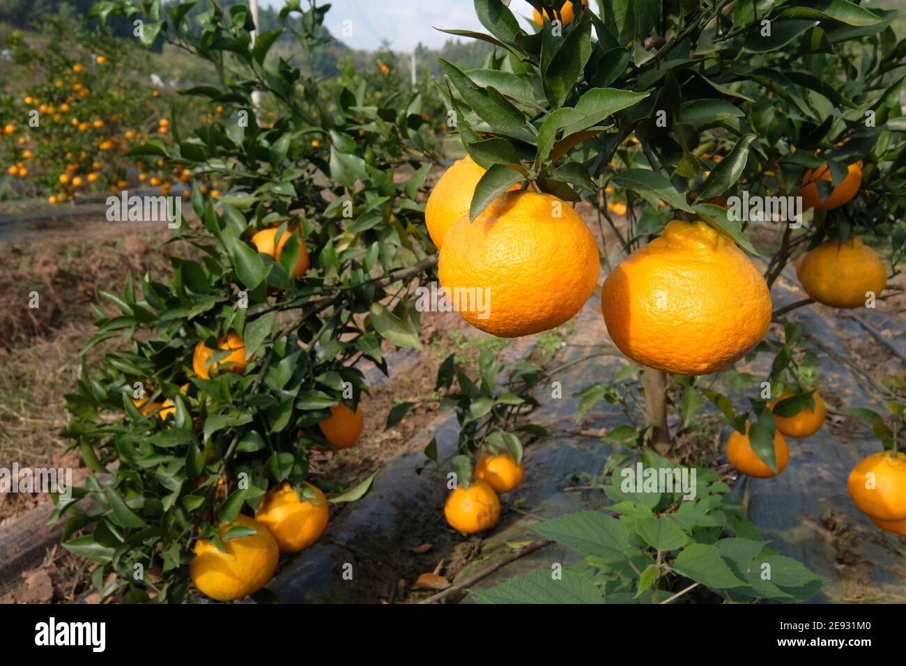 Planting citrus fruit hi-res stock photography and images - Alamy