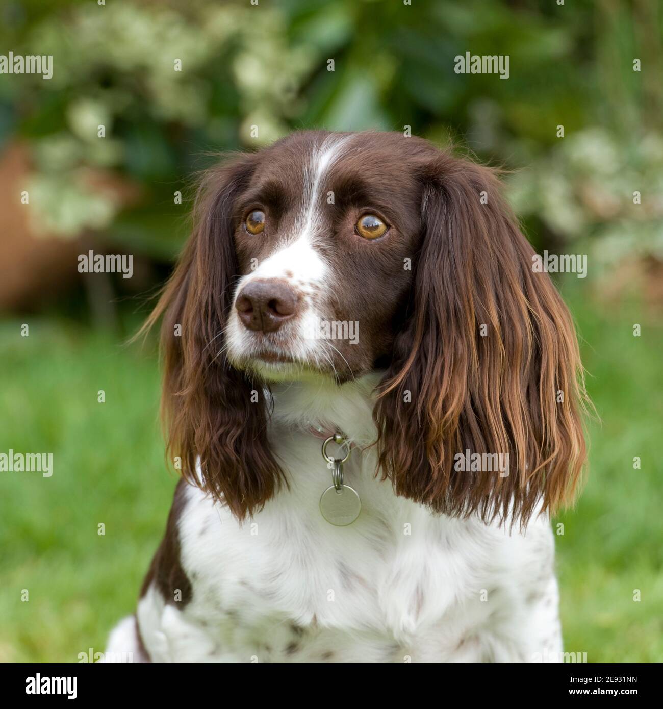 English Springer Spaniel dog Stock Photo - Alamy