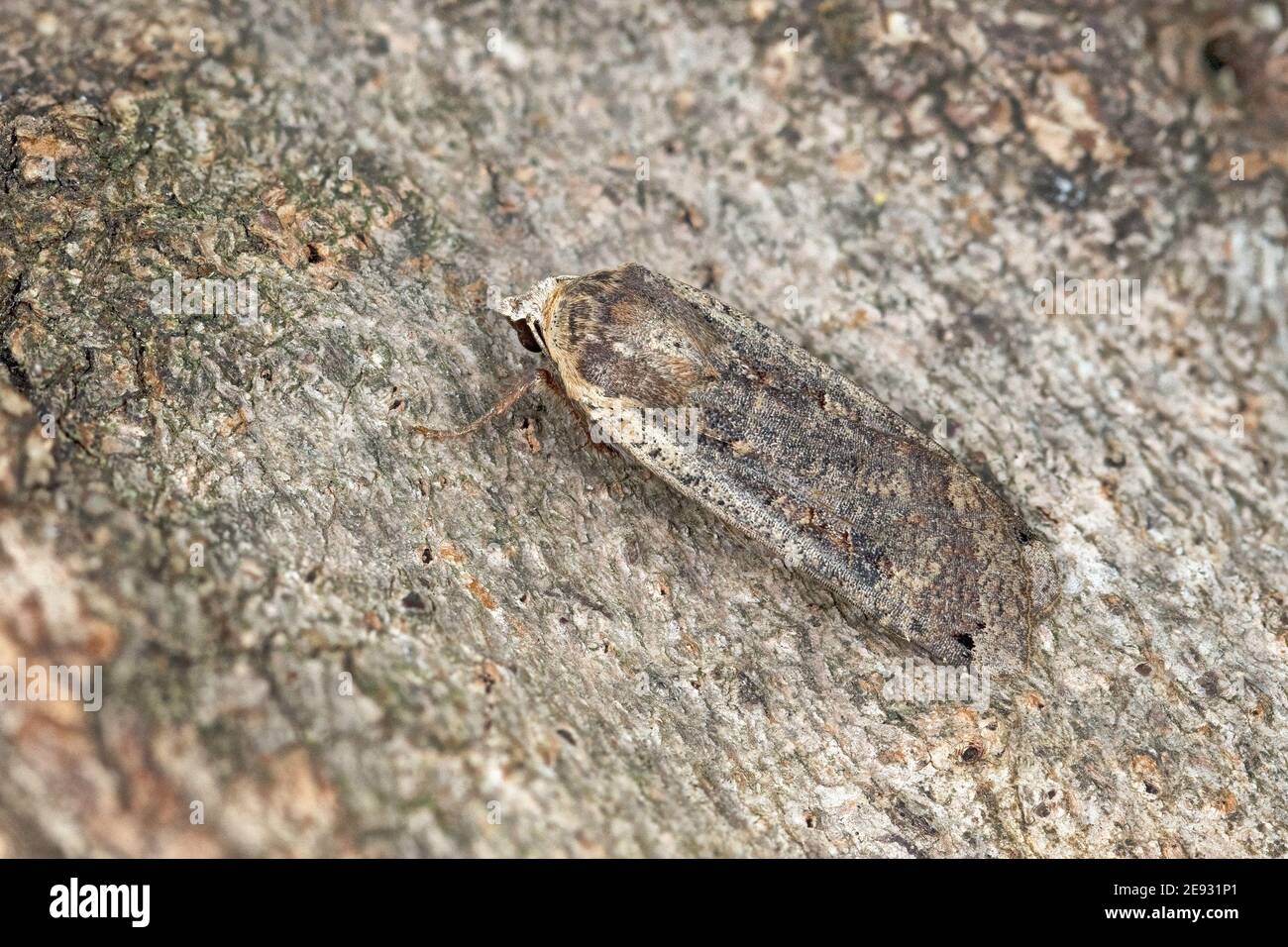 Large Yellow Underwing moth (Noctua pronuba Stock Photo - Alamy