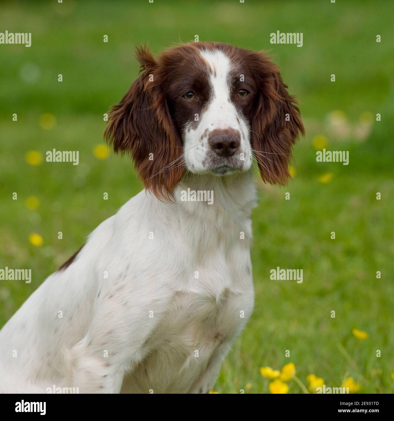 English Springer Spaniel dog puppy Stock Photo - Alamy