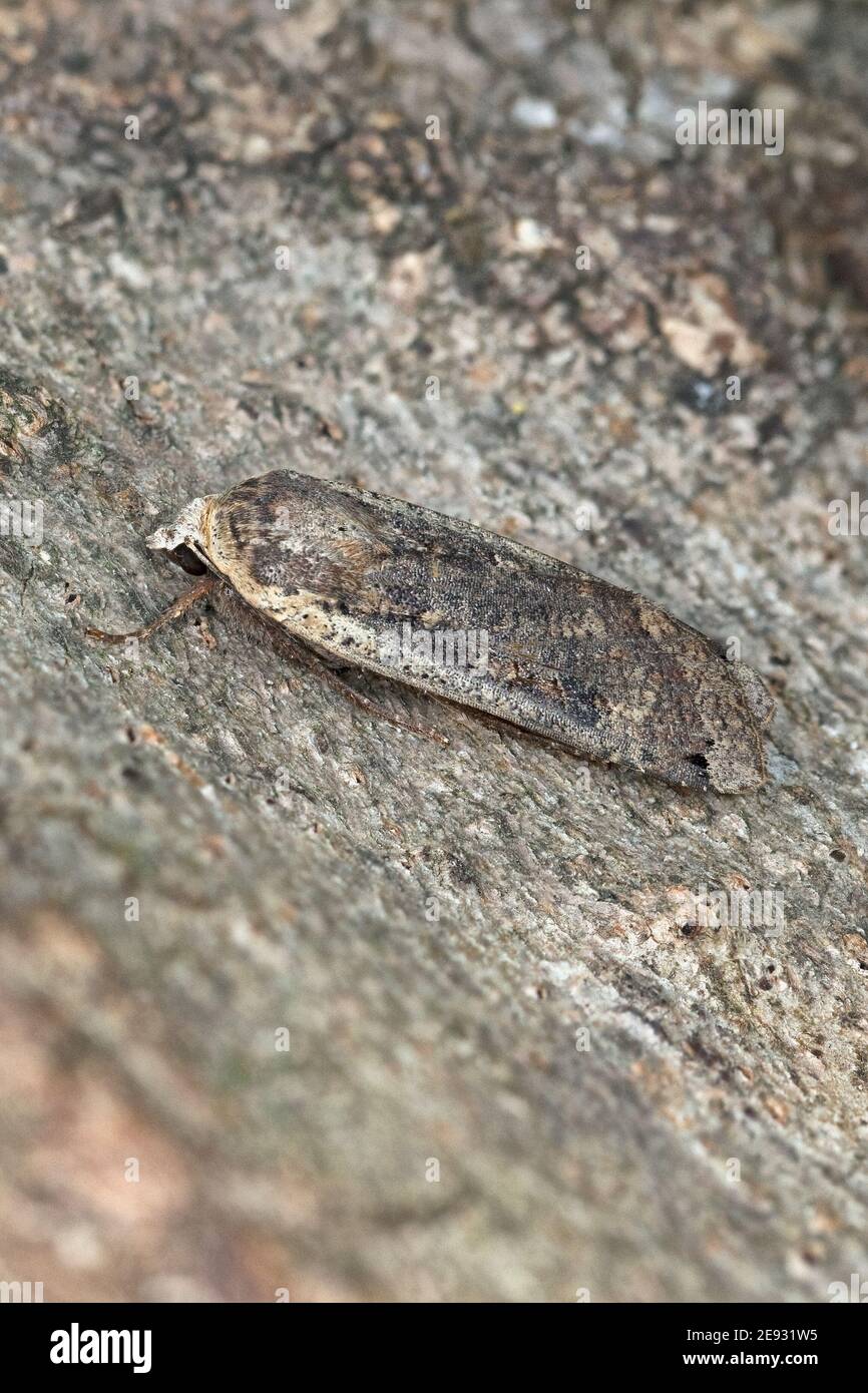 Large Yellow Underwing moth (Noctua pronuba Stock Photo - Alamy