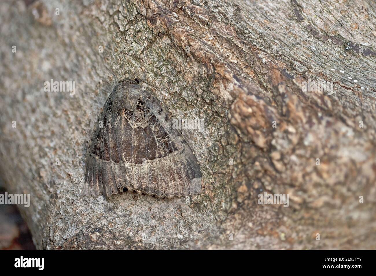 Old Lady moth (Mormo maura Stock Photo - Alamy