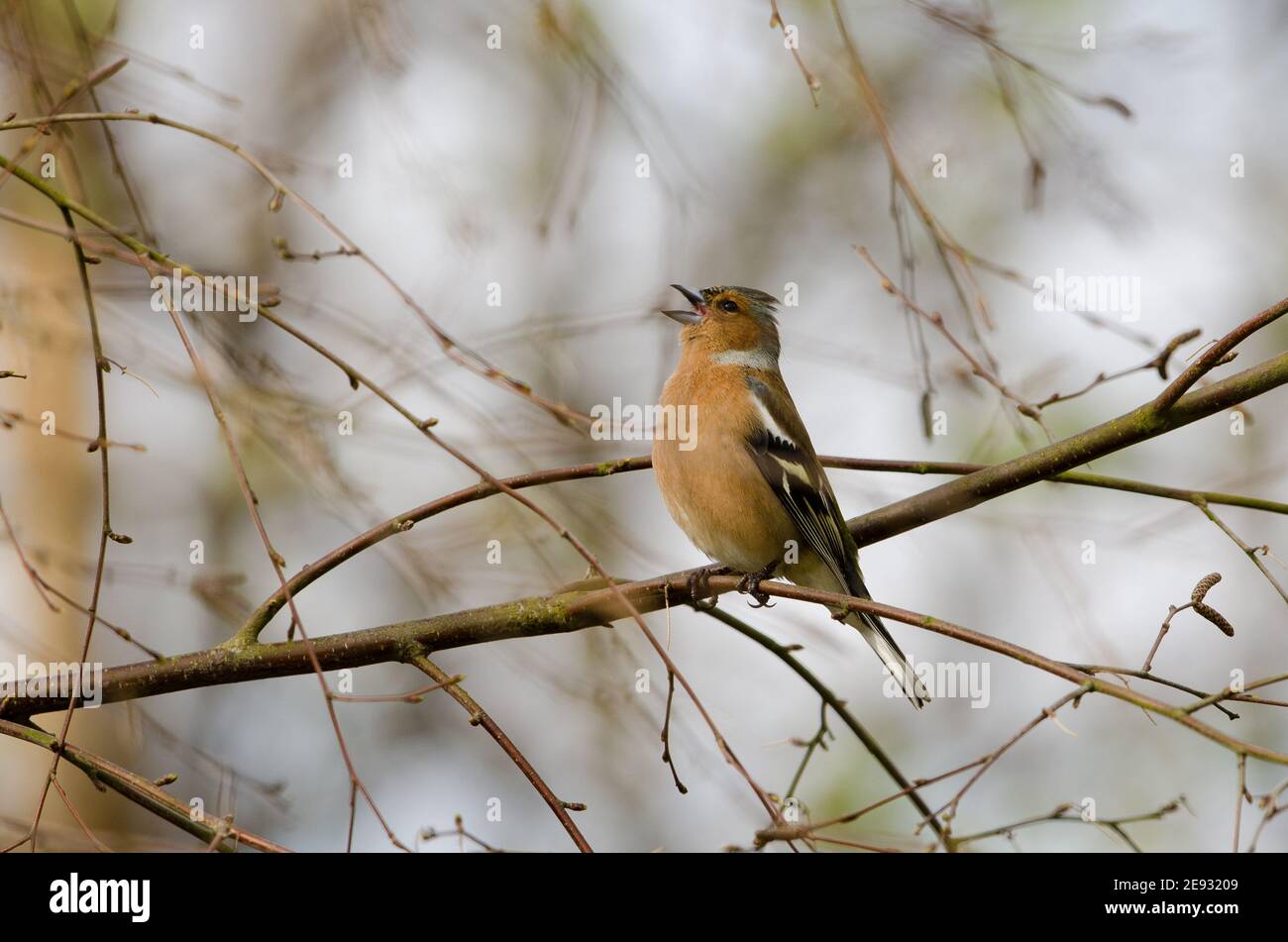 Male Chaffinch singing from tree Stock Photo - Alamy
