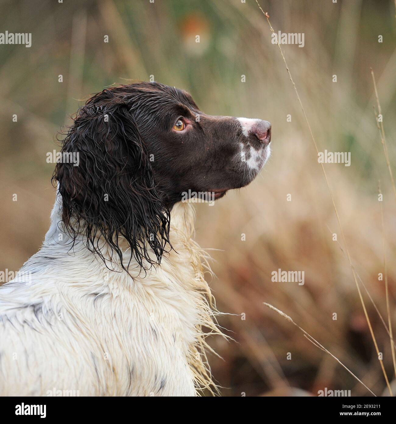 English Springer Spaniel dog Stock Photo - Alamy
