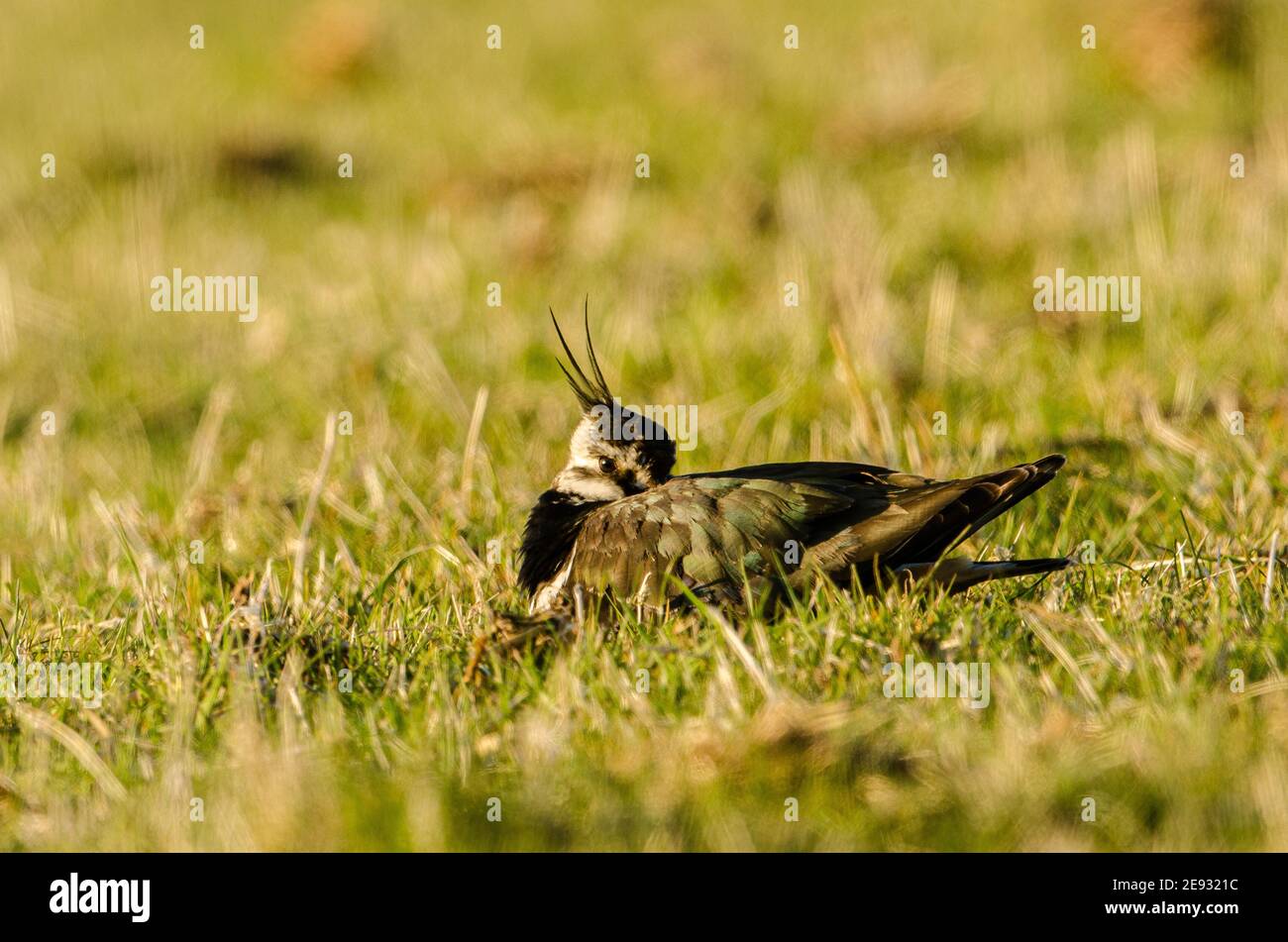 Lapwing nest grass hi-res stock photography and images - Alamy